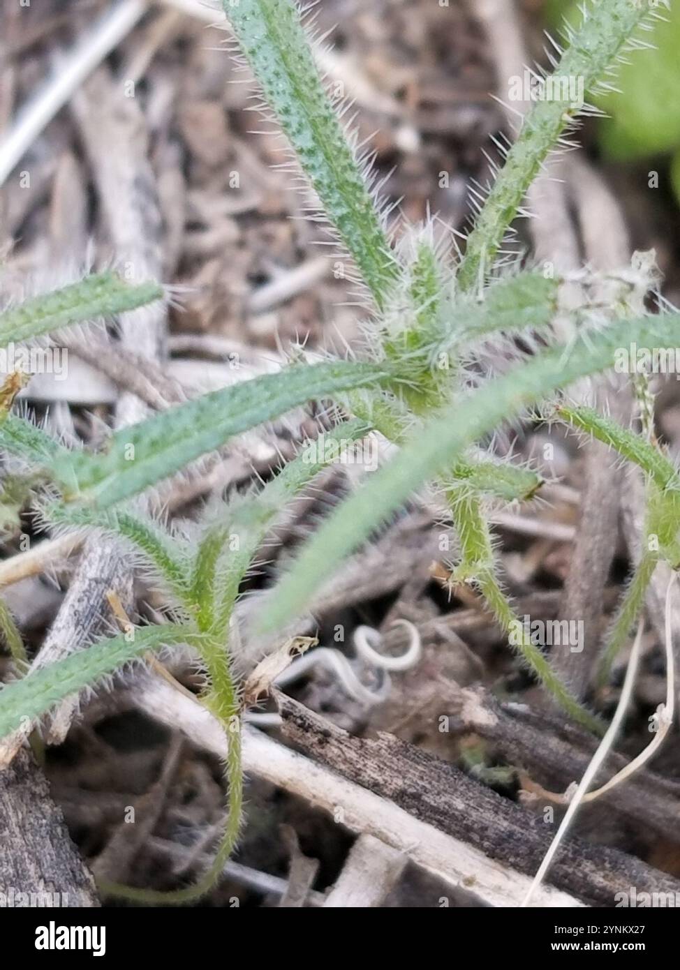 Clearwater cryptantha (Cryptantha intermedia Stock Photo - Alamy