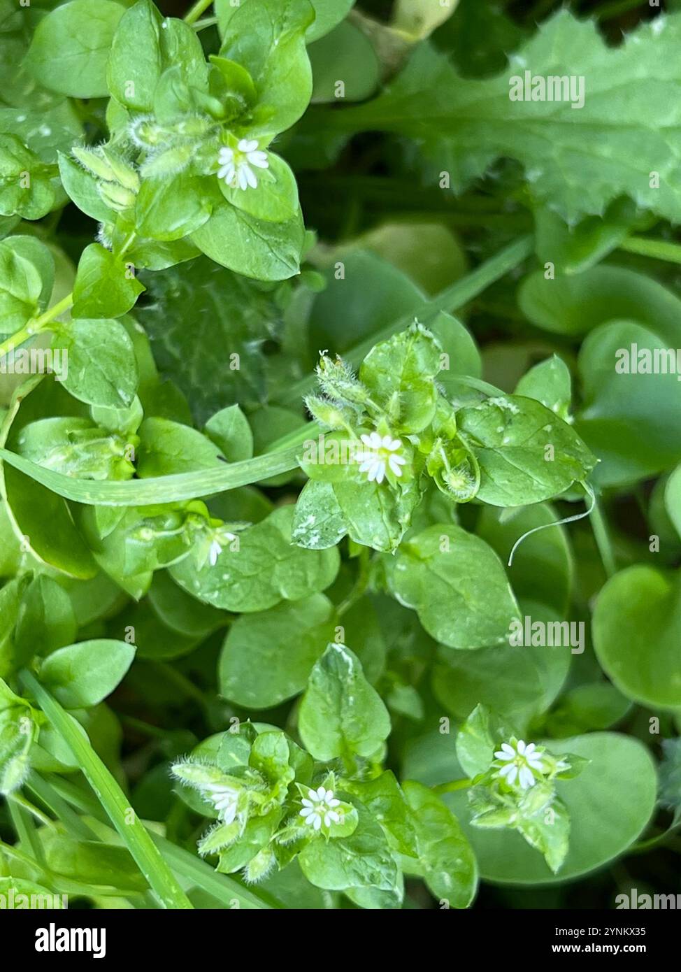 common chickweed (Stellaria media Stock Photo - Alamy