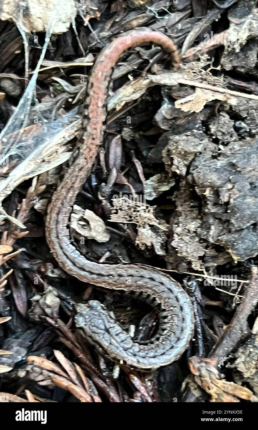 California Slender Salamander (Batrachoseps attenuatus Stock Photo - Alamy