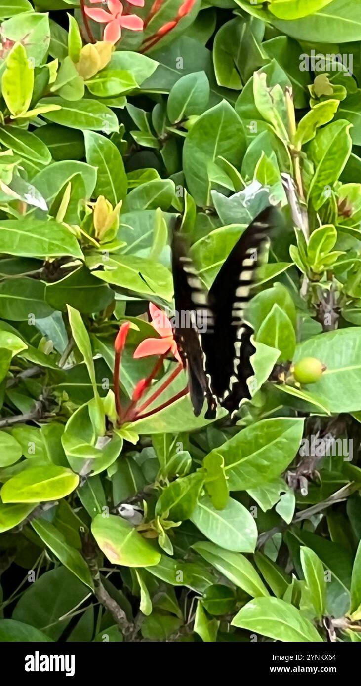 Polydamas Swallowtail (Battus polydamas Stock Photo - Alamy