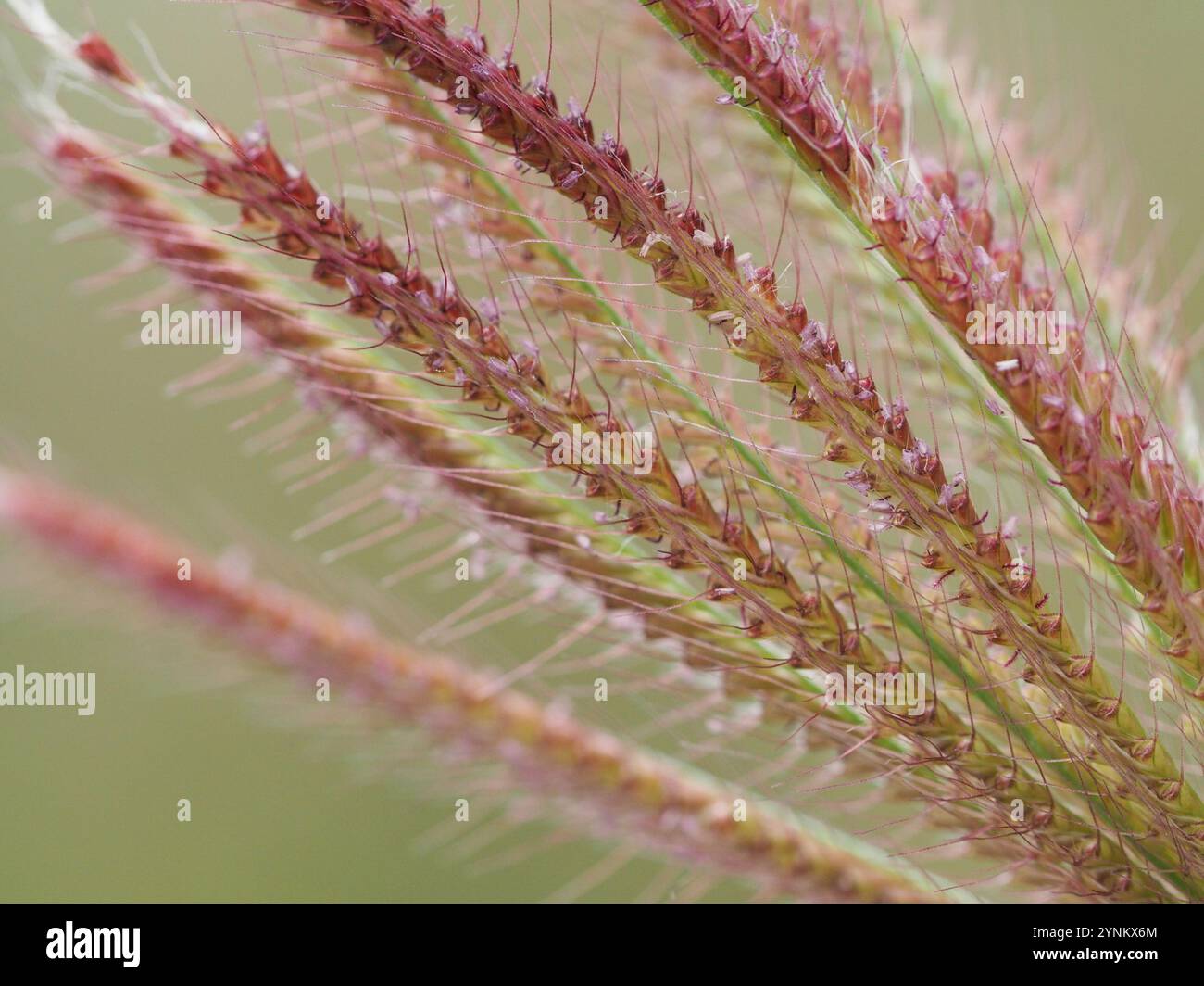 Finger Grass (Chloris barbata Stock Photo - Alamy