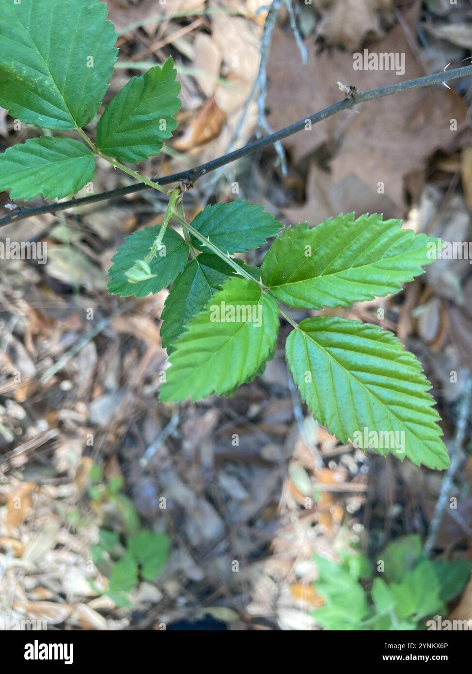 Rubus cuneifolius hi-res stock photography and images - Alamy