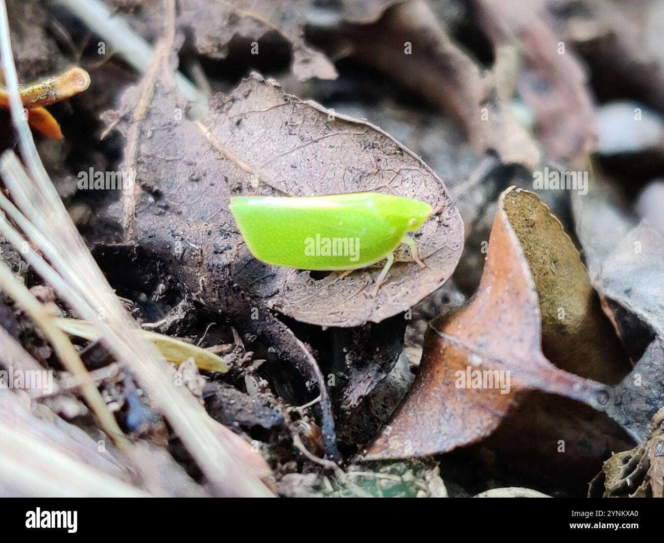 Torpedo Bug (Siphanta acuta Stock Photo - Alamy