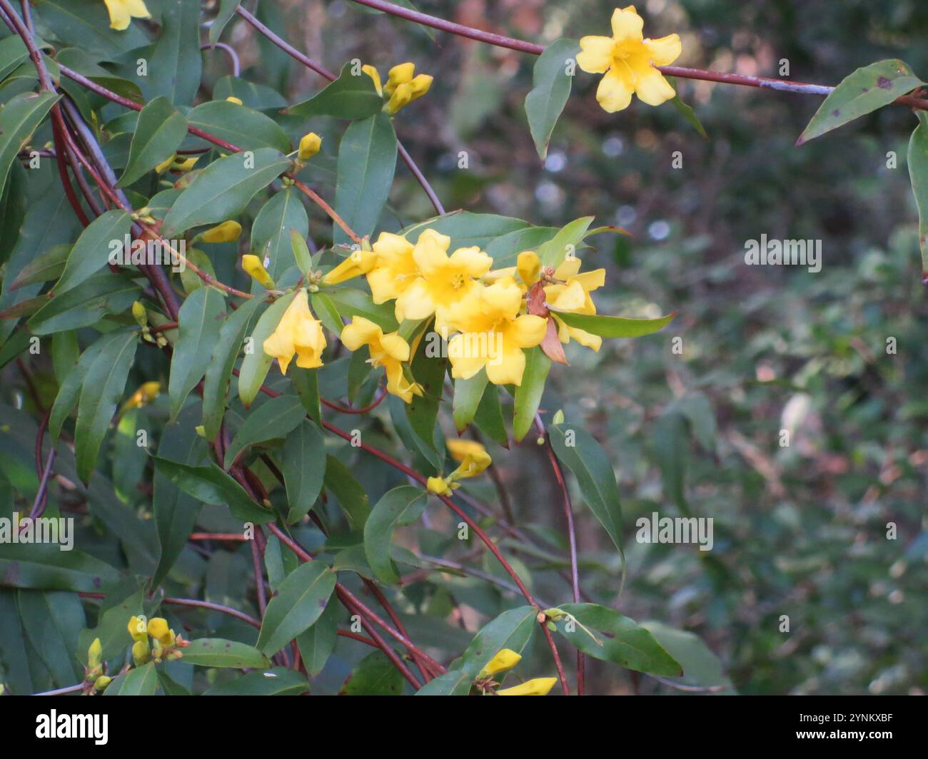 yellow jessamine (Gelsemium sempervirens Stock Photo - Alamy