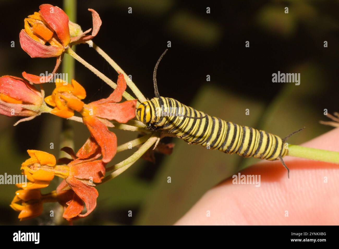 Southern Monarch (Danaus erippus Stock Photo - Alamy