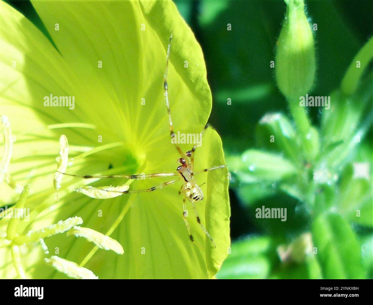 Comb-footed Spiders (Theridiidae Stock Photo - Alamy