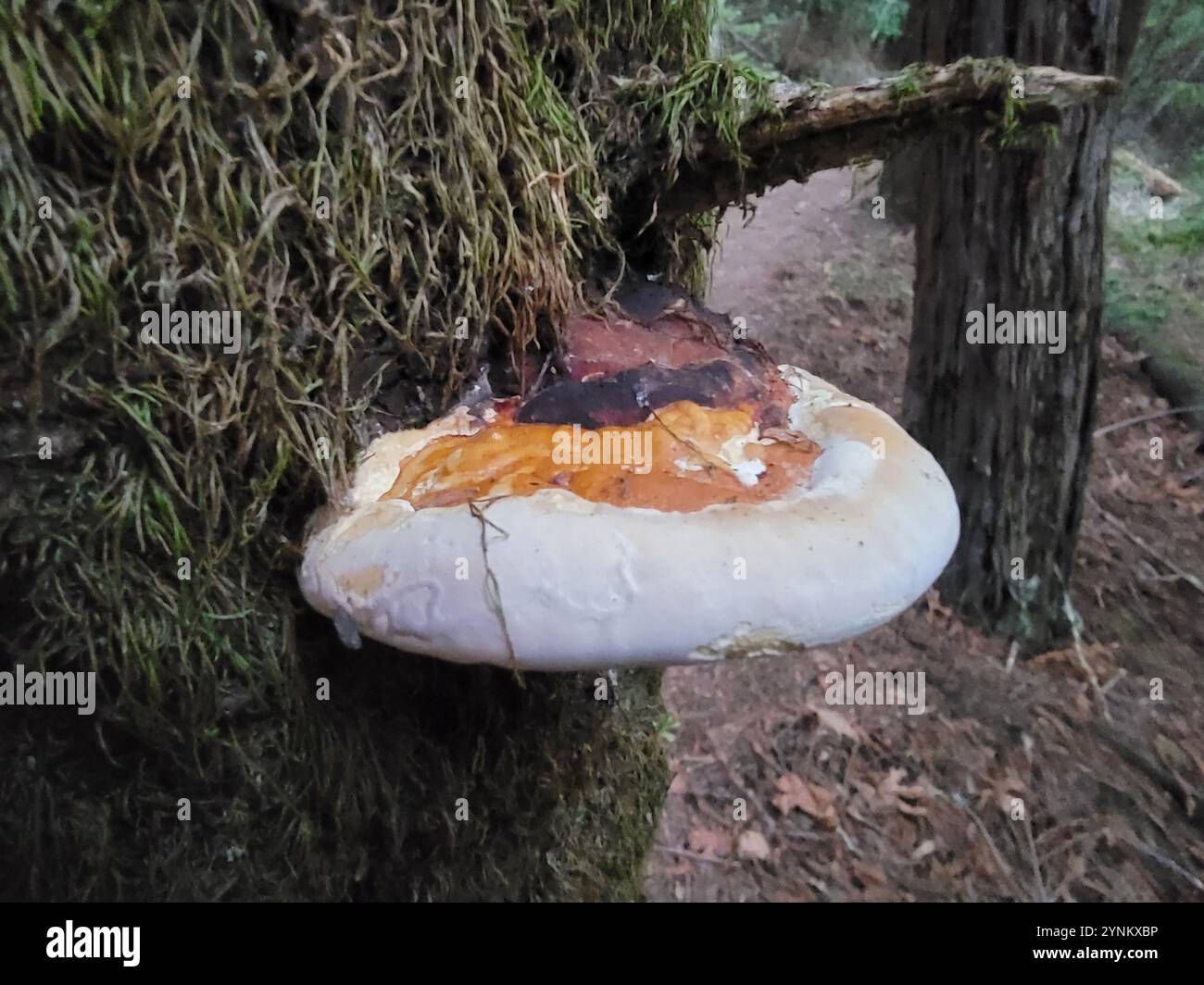 Northern Red Belt (Fomitopsis mounceae Stock Photo - Alamy