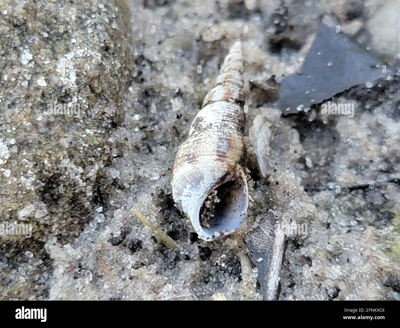 Melanoides hi-res stock photography and images - Alamy