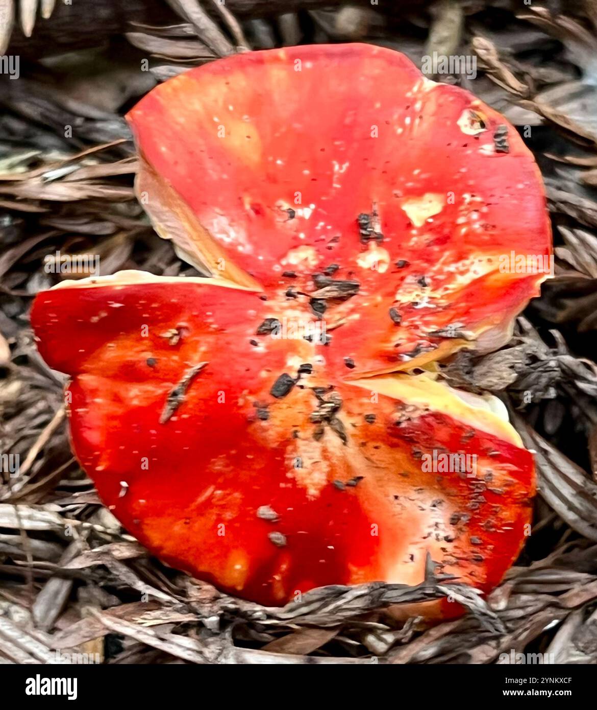 Scarlet Waxy Cap (Hygrocybe coccinea Stock Photo - Alamy