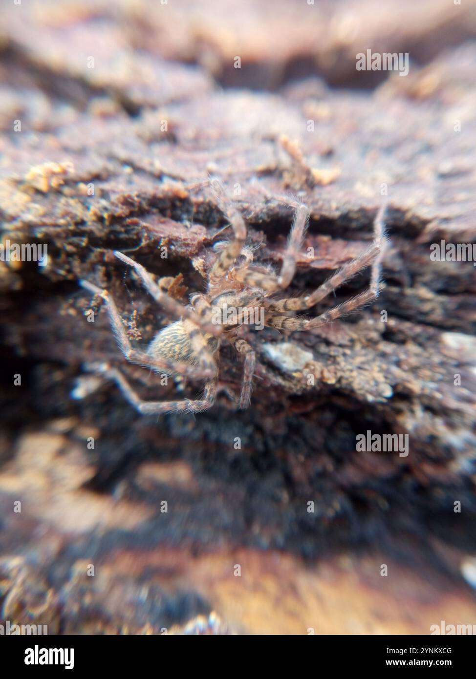 House Funnel-web Spiders (Tegenaria Stock Photo - Alamy
