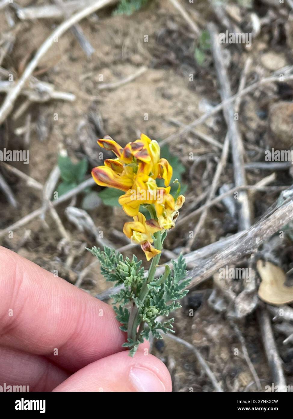 golden corydalis (Corydalis aurea Stock Photo - Alamy
