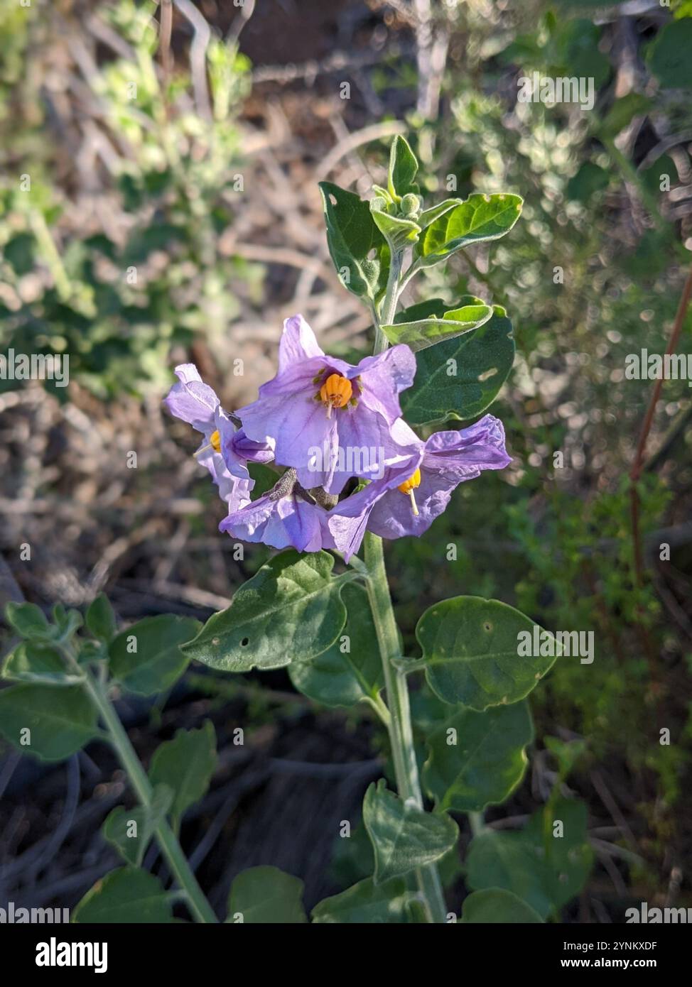 bluewitch nightshade (Solanum umbelliferum Stock Photo - Alamy