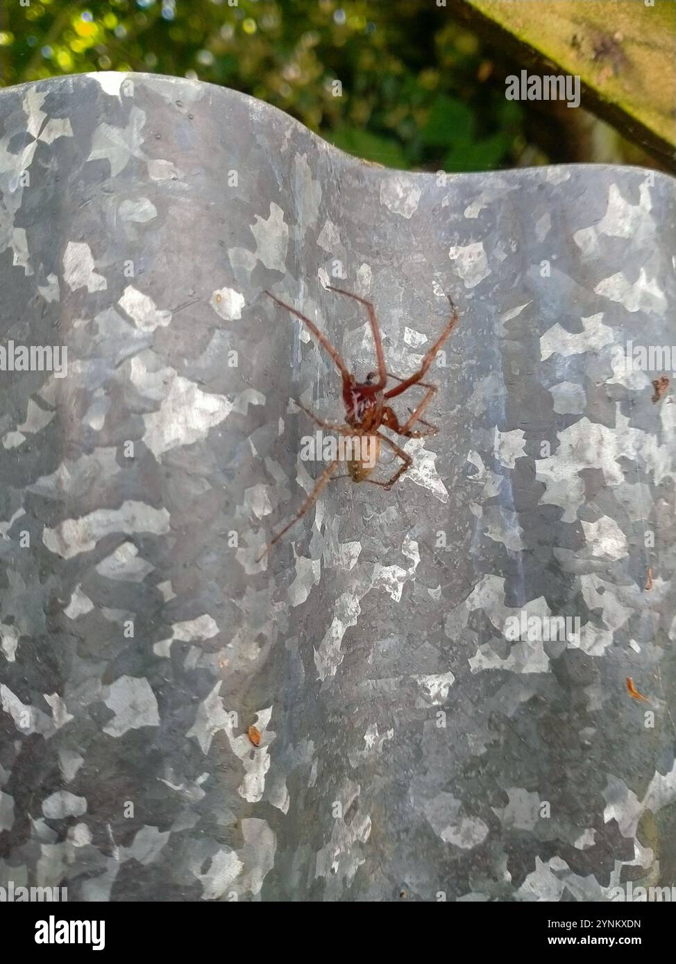 Sheetweb Spiders (Cambridgea Stock Photo - Alamy