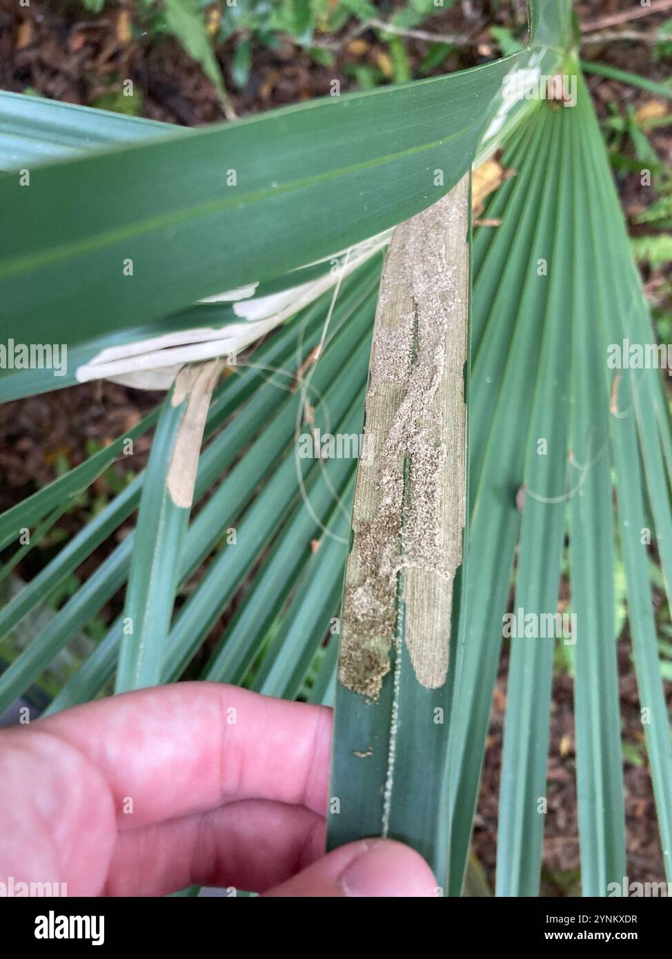 Winged and Once-winged Insects (Pterygota Stock Photo - Alamy