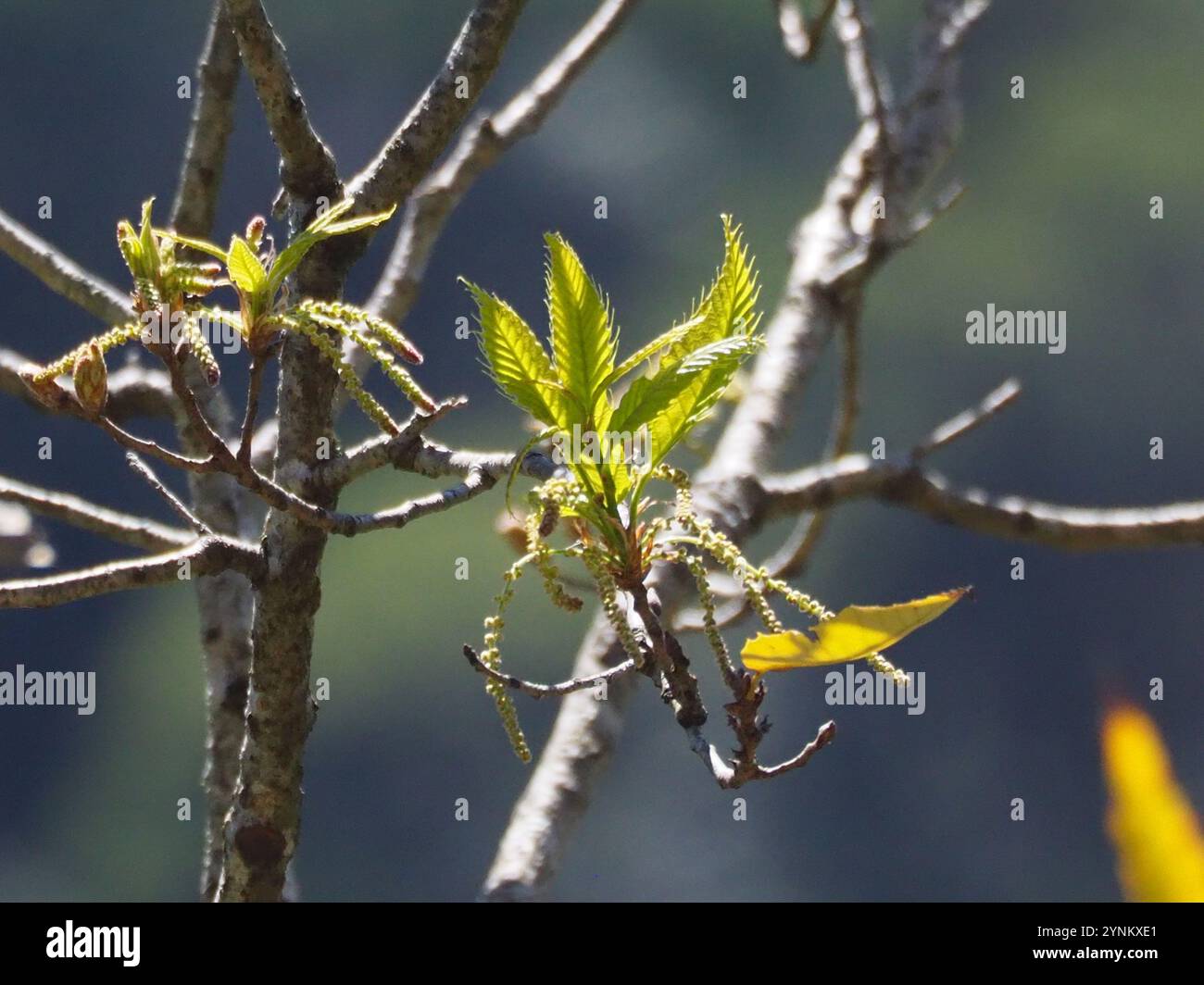 Chinese cork oak (Quercus variabilis Stock Photo - Alamy