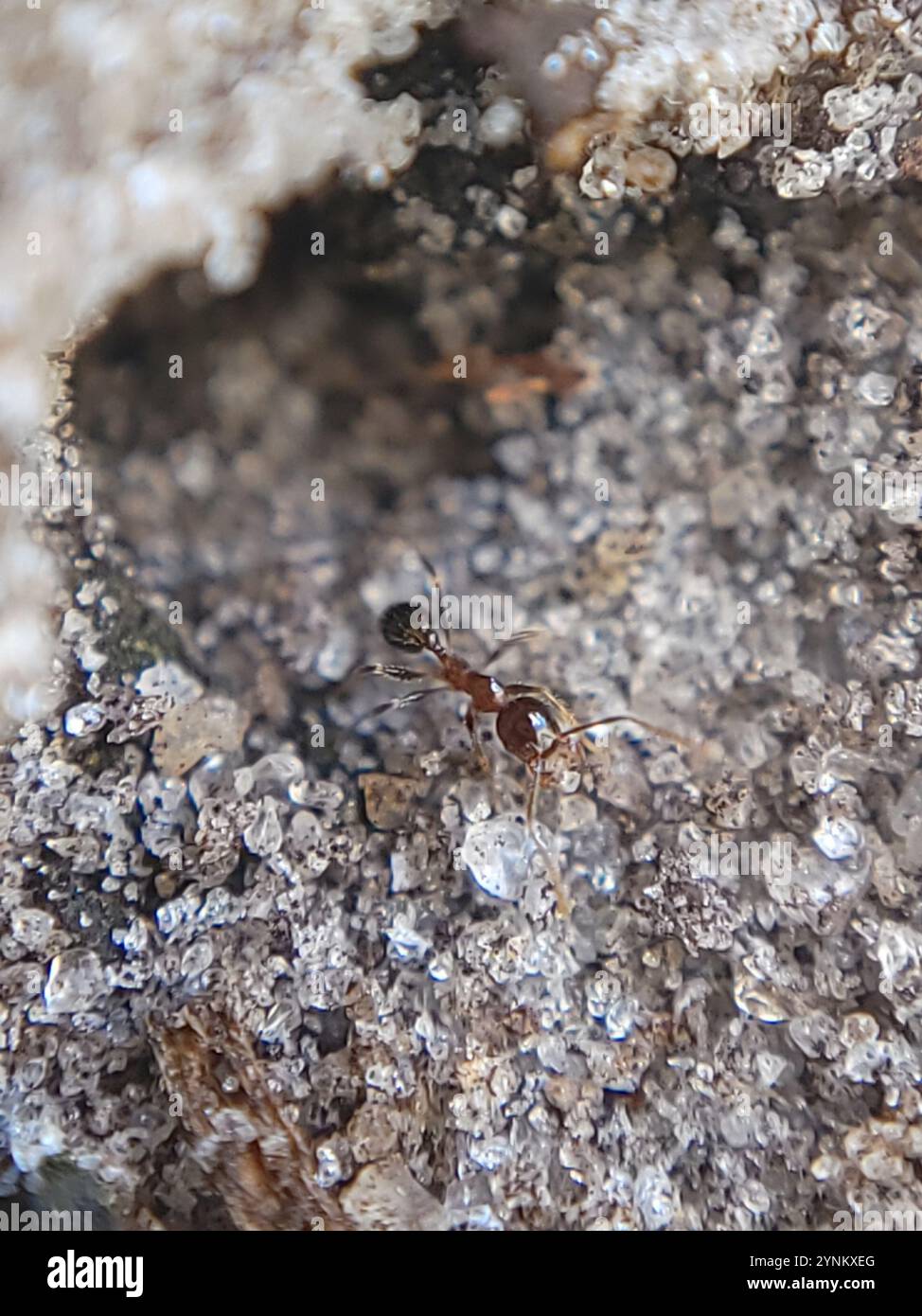 African Big-headed Ant (Pheidole megacephala Stock Photo - Alamy