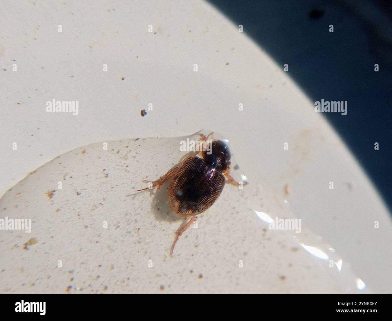 Laccobius hi-res stock photography and images - Alamy