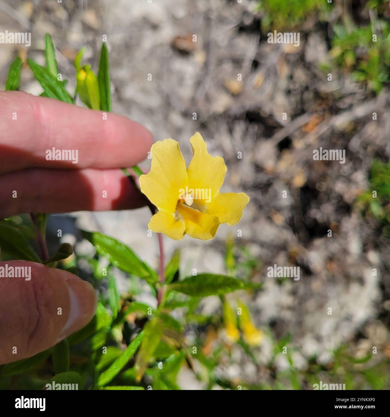 orange bush monkeyflower (Diplacus aurantiacus Stock Photo - Alamy