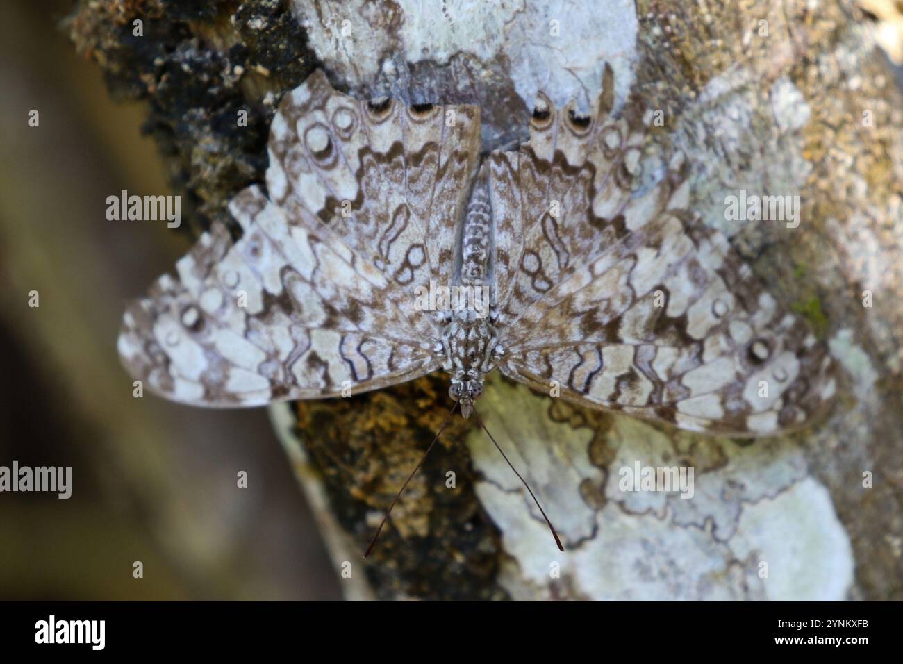 Gray Cracker (Hamadryas februa Stock Photo - Alamy