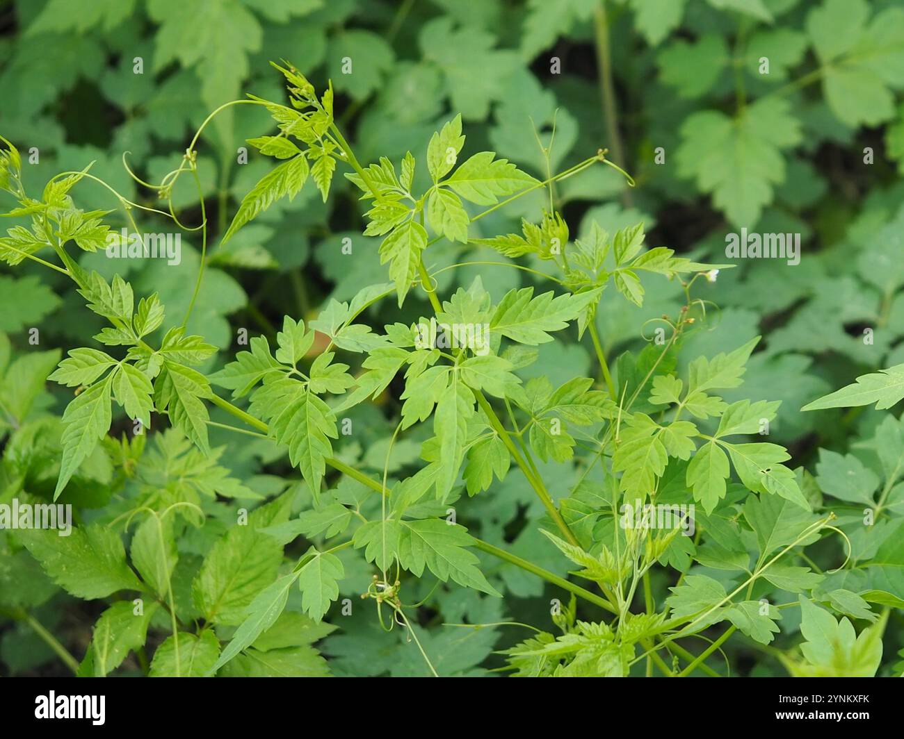 Lesser Balloon Vine (Cardiospermum halicacabum Stock Photo - Alamy