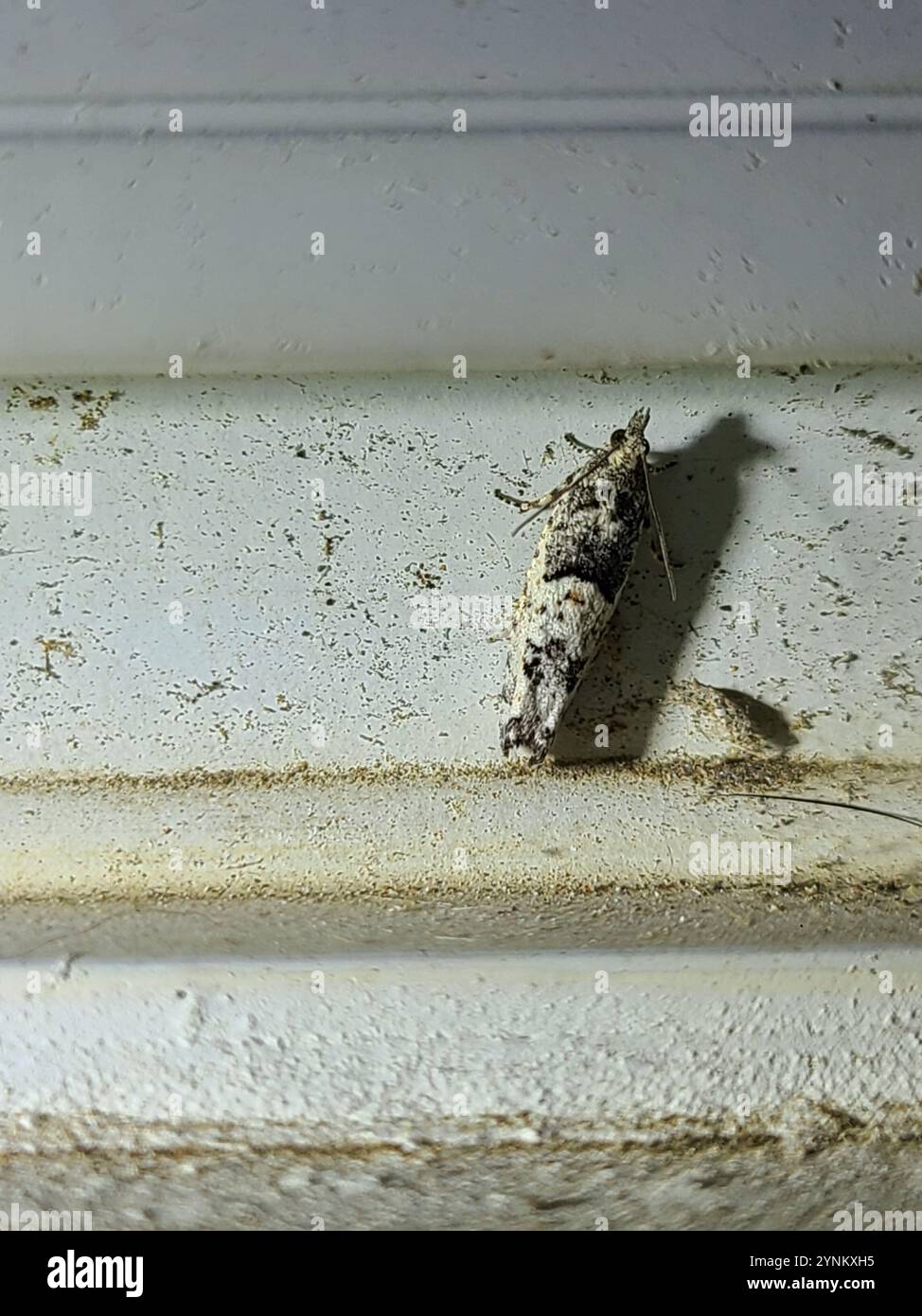 Twirler Moths (Gelechiidae Stock Photo - Alamy