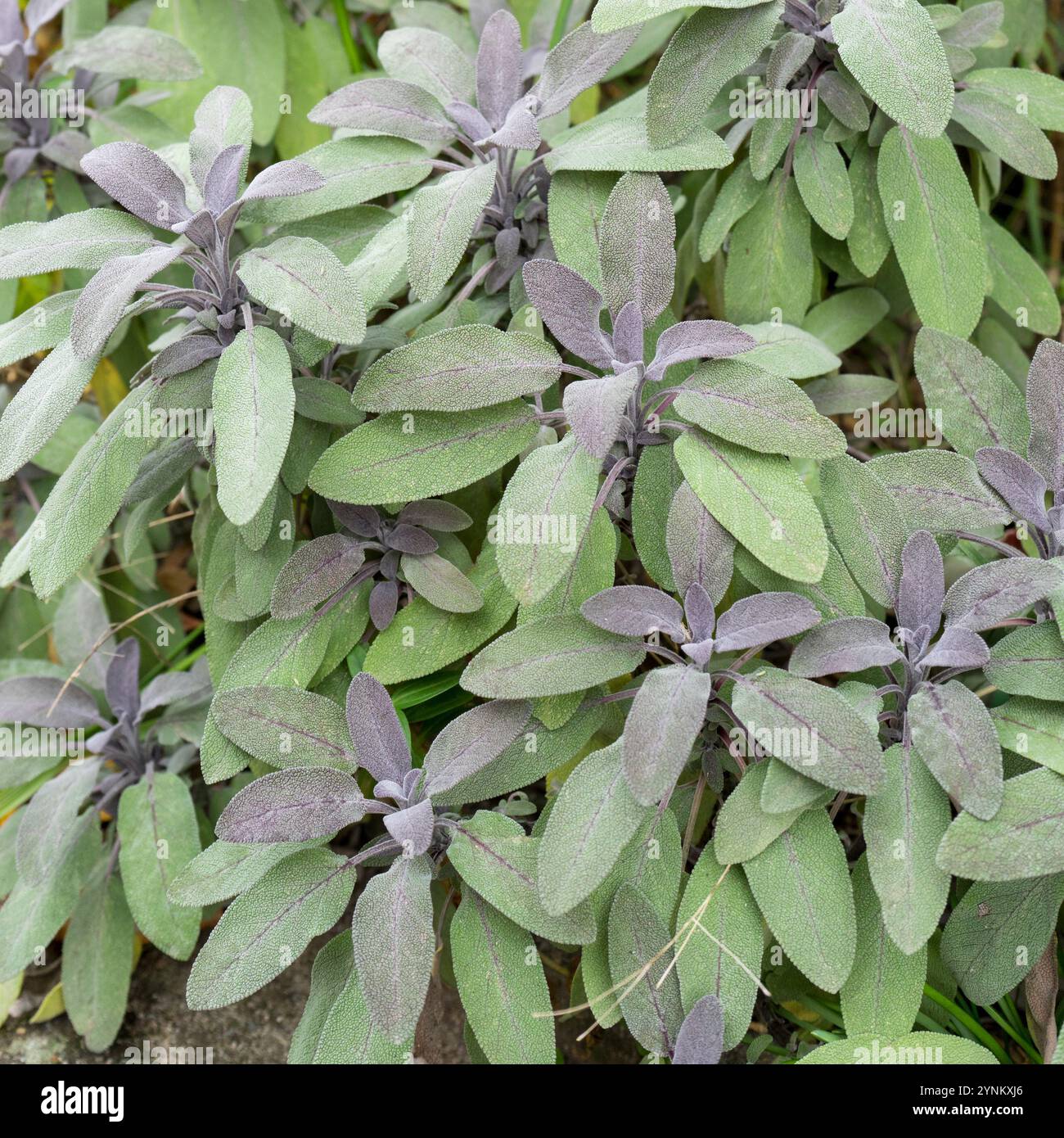 Sage Bush Identification