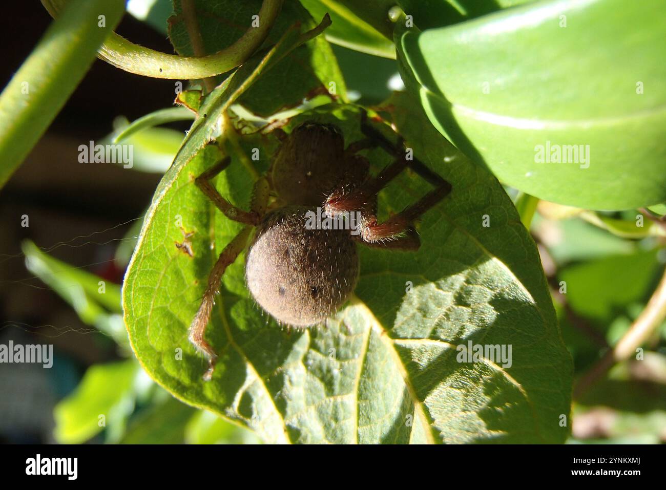 Badge Huntsman Spiders (Neosparassus Stock Photo - Alamy