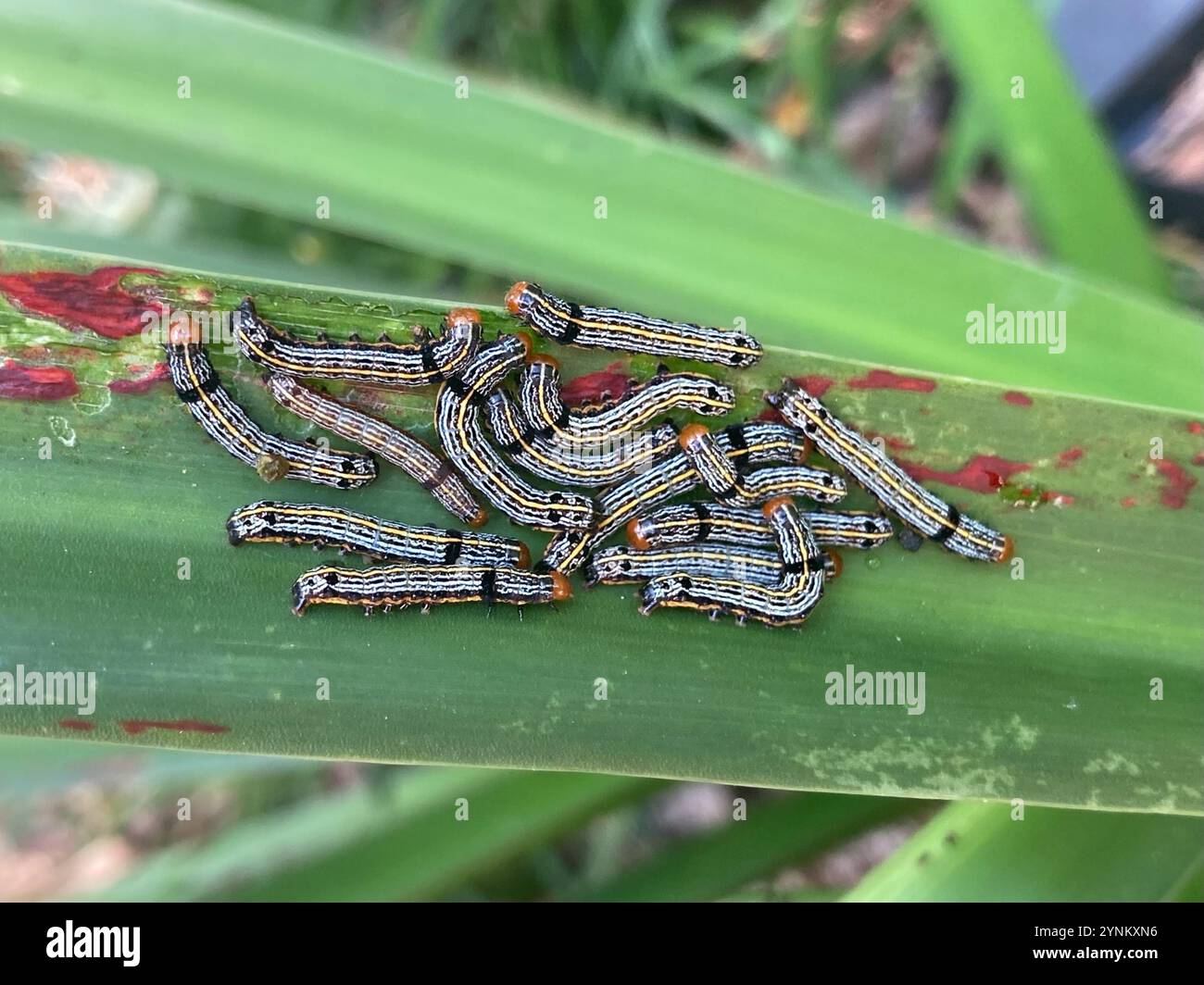 Lily Caterpillar Moth (Spodoptera picta Stock Photo - Alamy