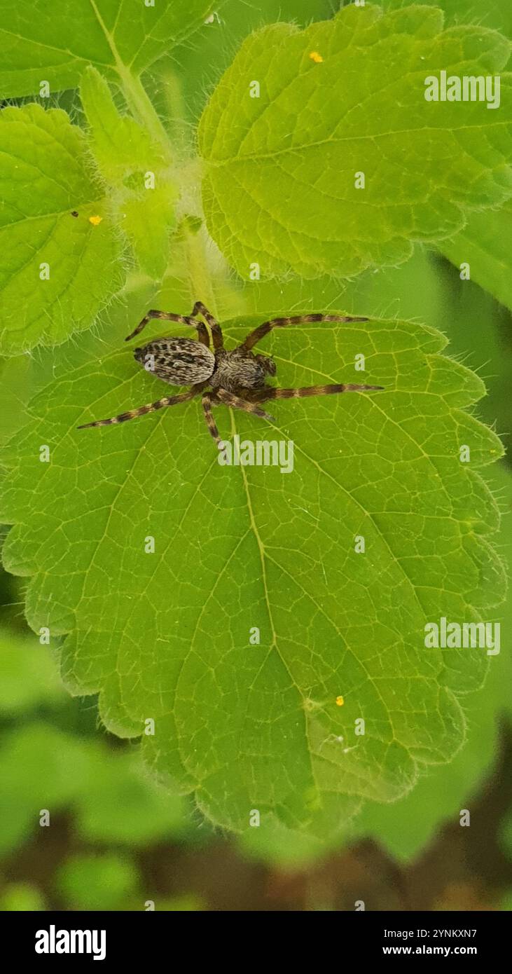 Grey House Spider (Badumna longinqua Stock Photo - Alamy