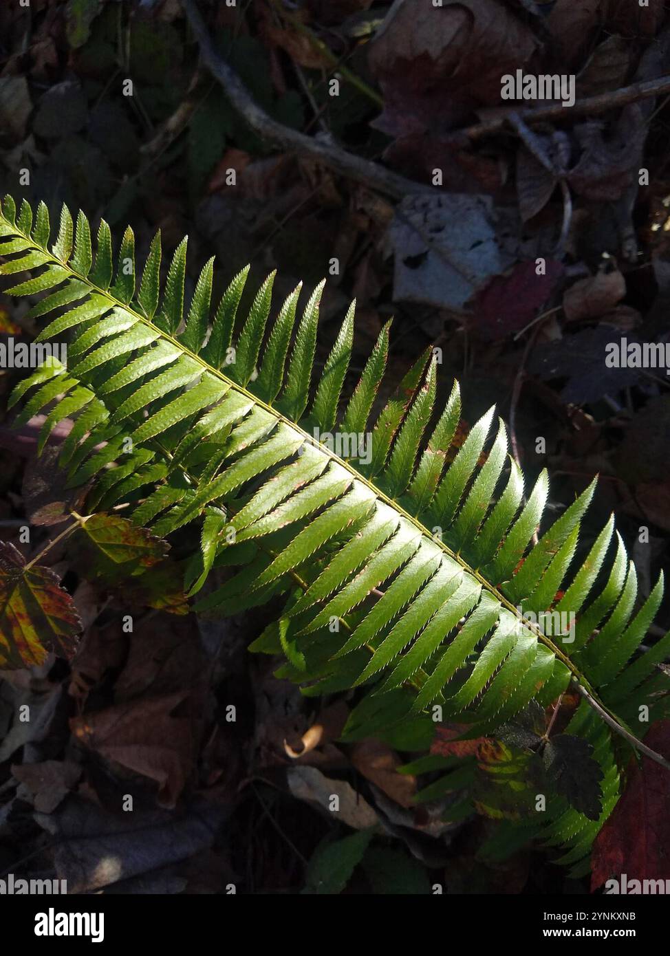 western sword fern (Polystichum munitum Stock Photo - Alamy