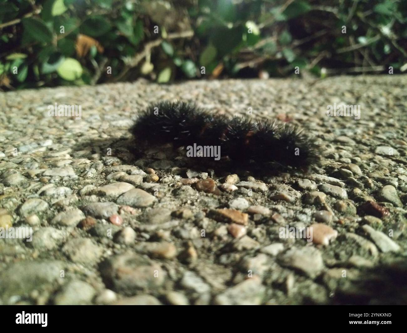 Giant Leopard Moth (Hypercompe scribonia Stock Photo - Alamy