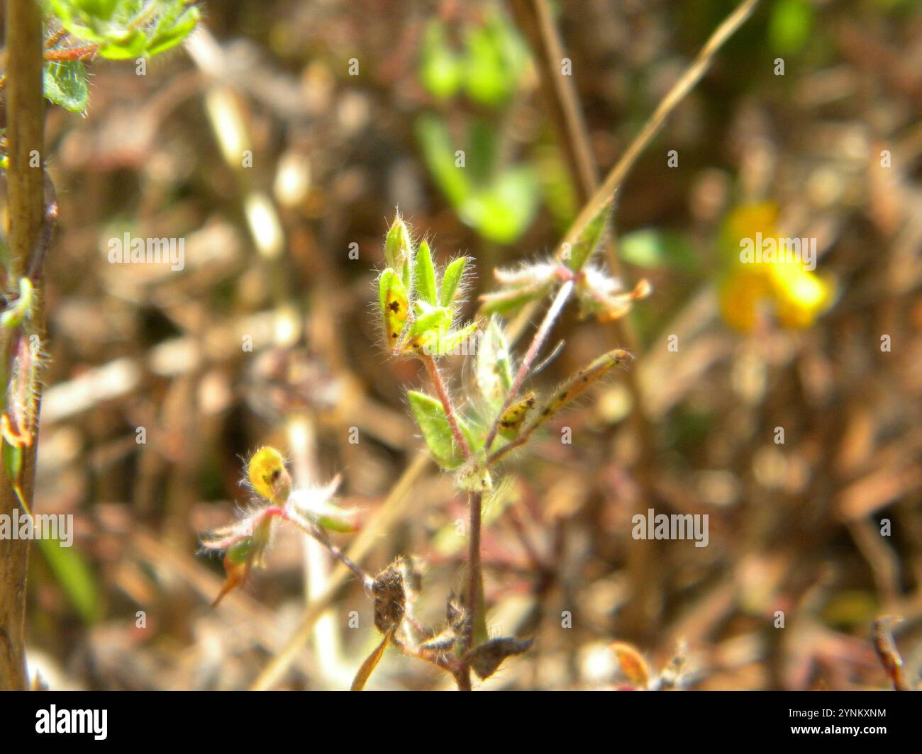 Hairy Bird's-foot-trefoil (Lotus subbiflorus Stock Photo - Alamy