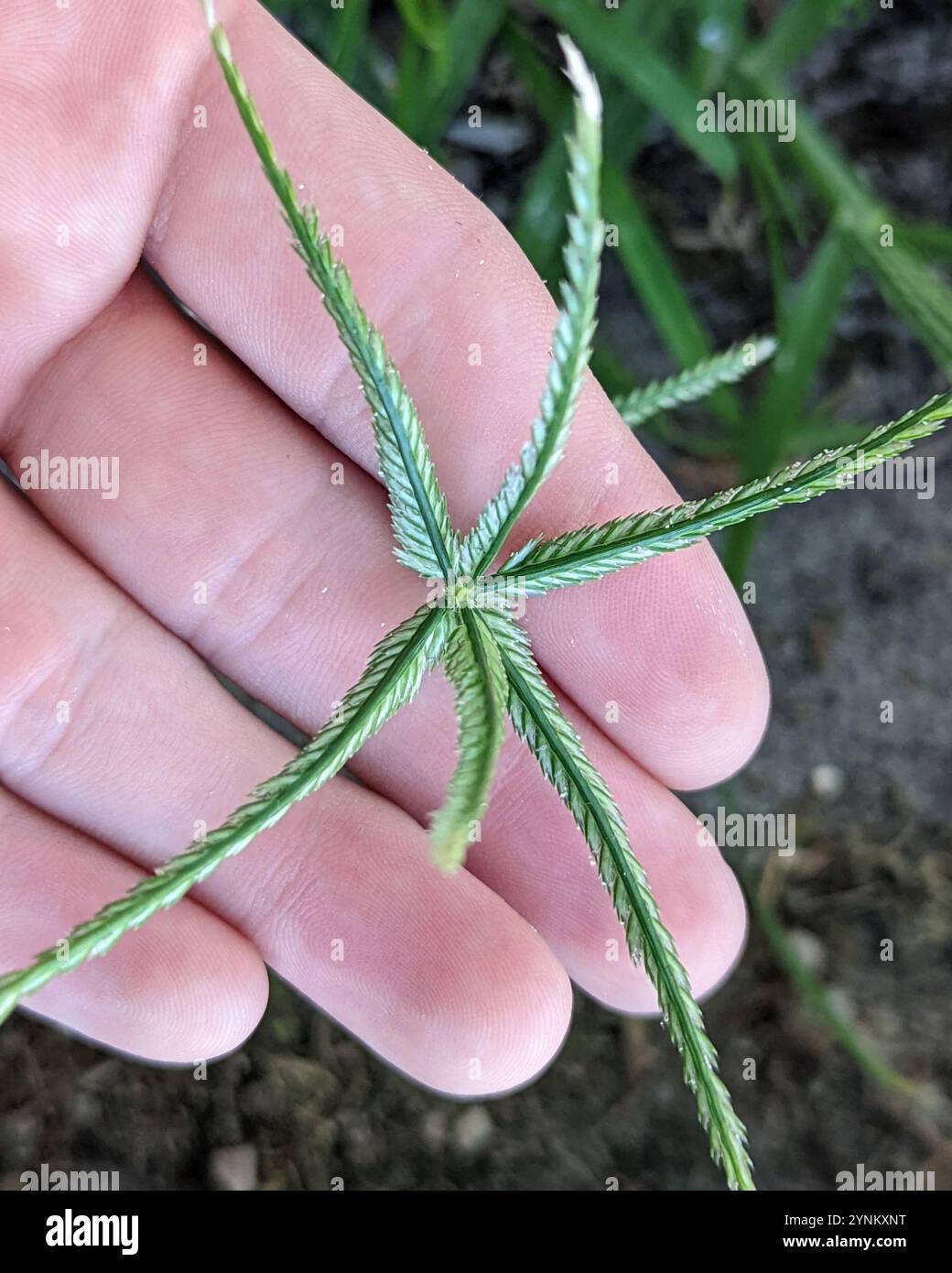 Goose Grass (Eleusine indica Stock Photo - Alamy