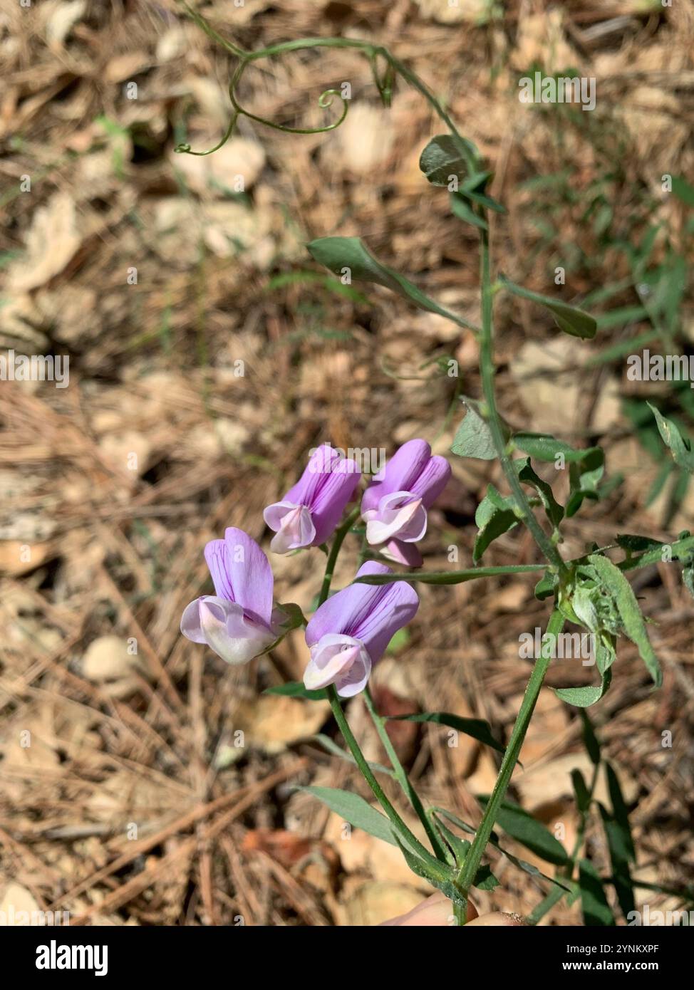 Pacific pea (Lathyrus vestitus Stock Photo - Alamy