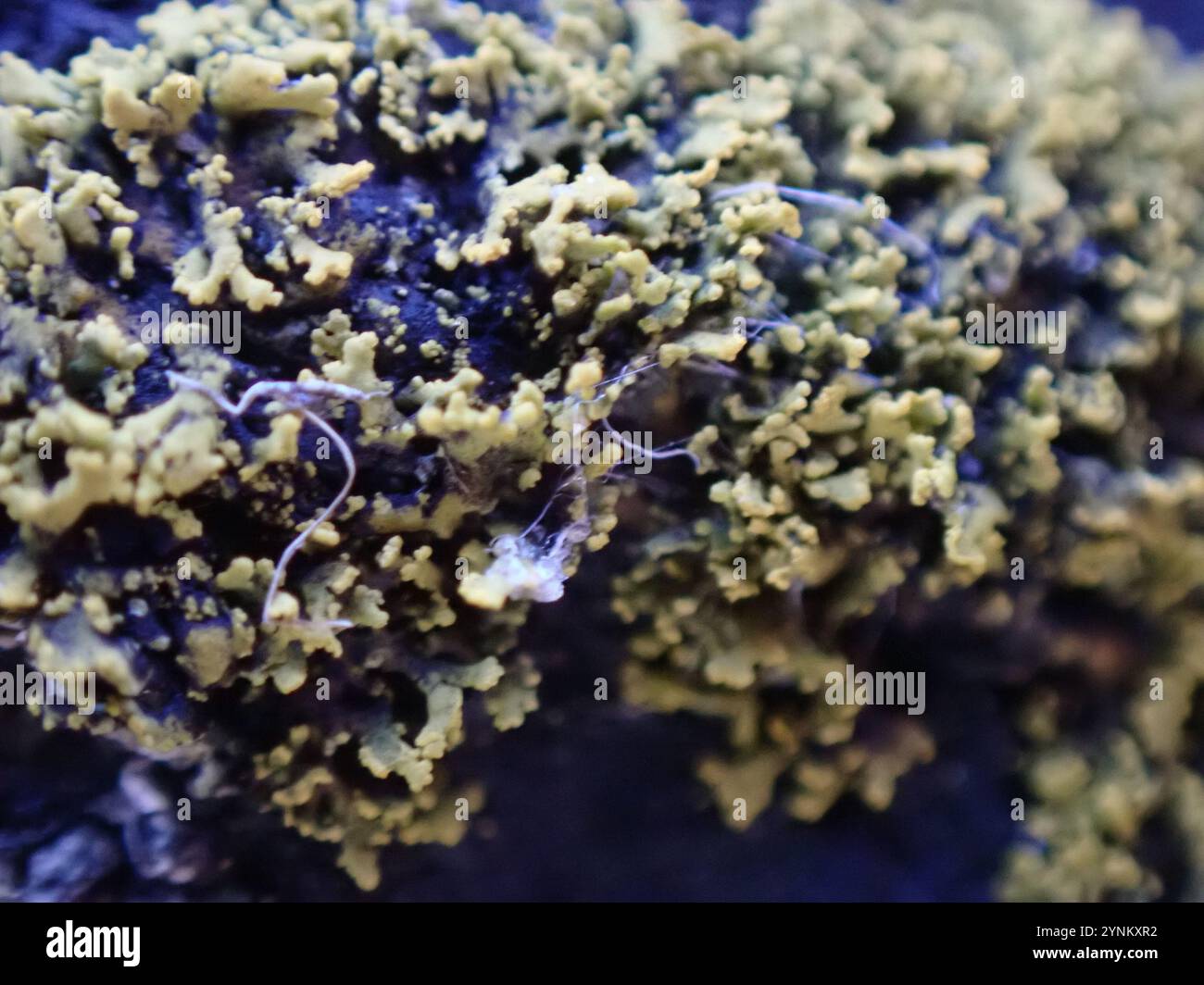 Shrubby Sunburst Lichen (Polycauliona candelaria Stock Photo - Alamy