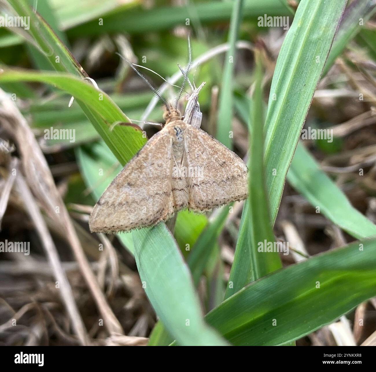 Plantain moth (Scopula rubraria Stock Photo - Alamy