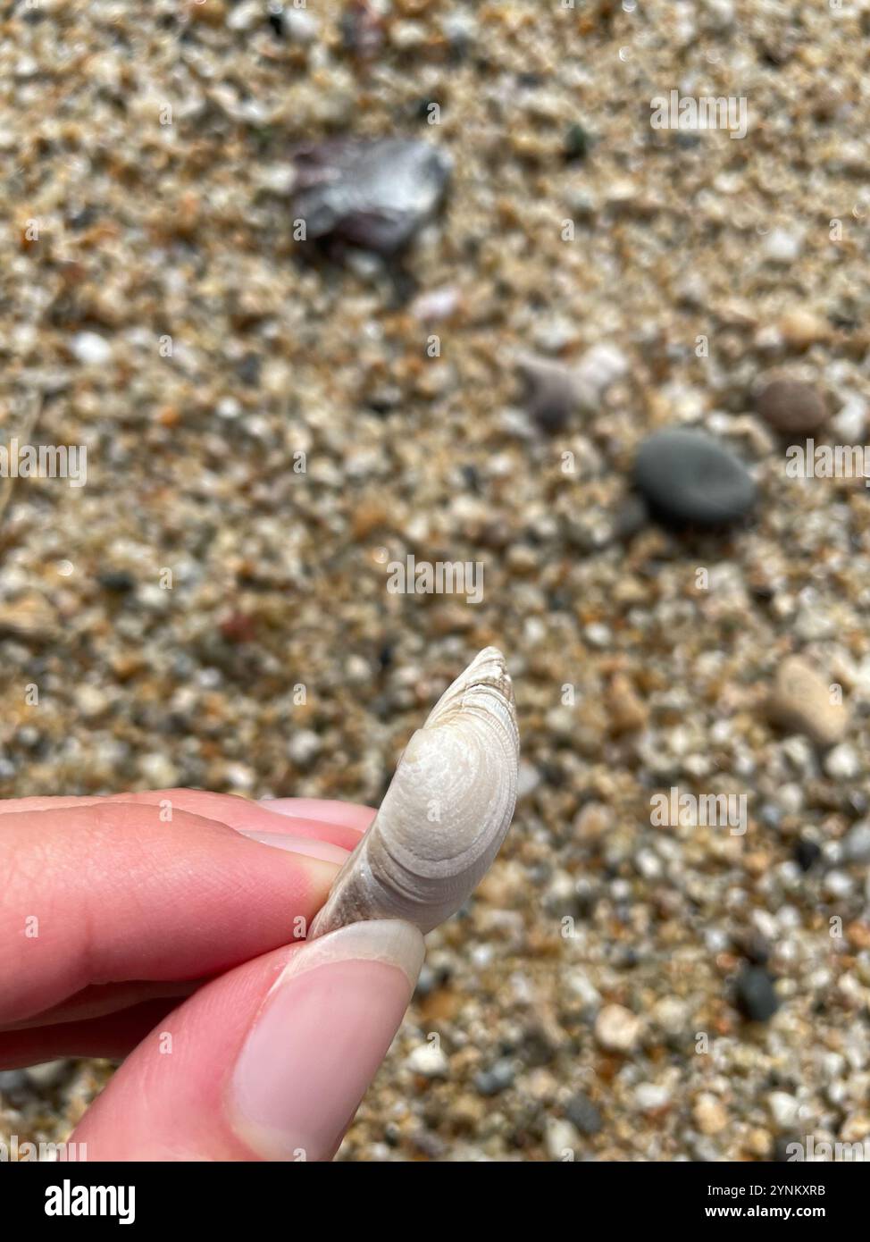 Pacific Littleneck Clam (Leukoma staminea Stock Photo - Alamy