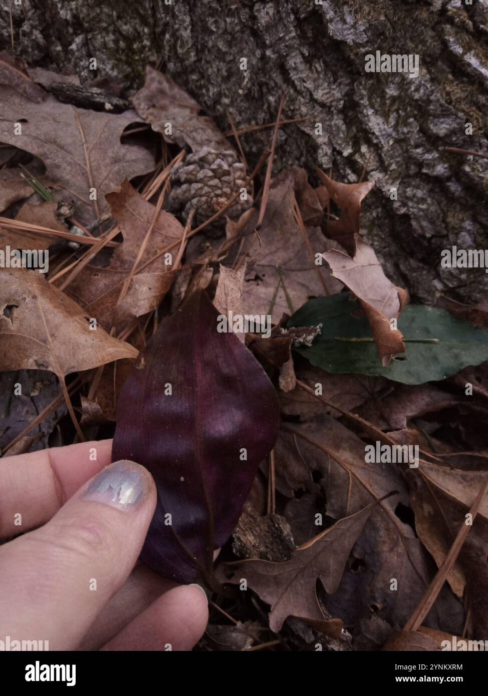 crane-fly orchid (Tipularia discolor Stock Photo - Alamy