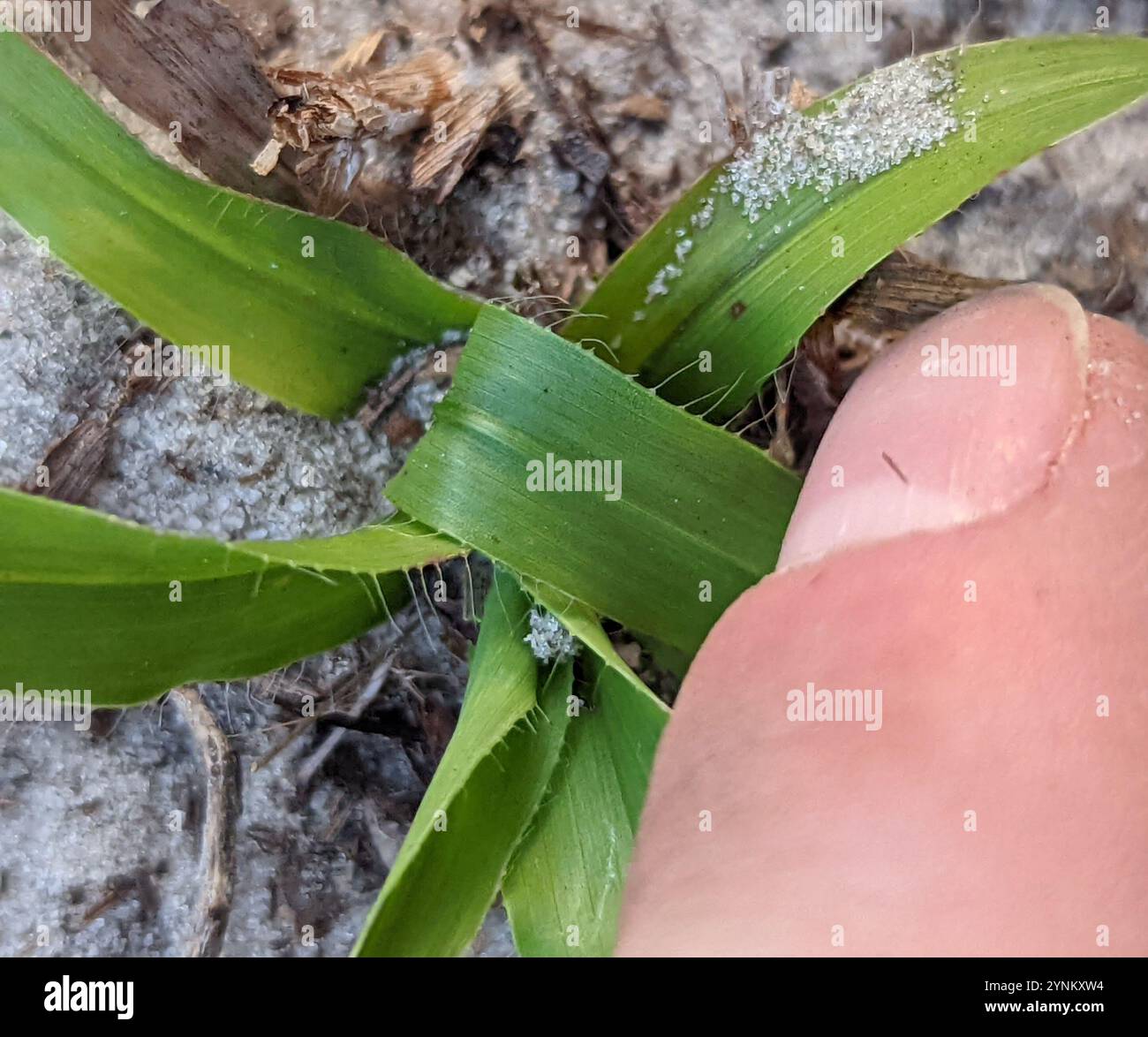 Thin Paspalum (Paspalum setaceum Stock Photo - Alamy