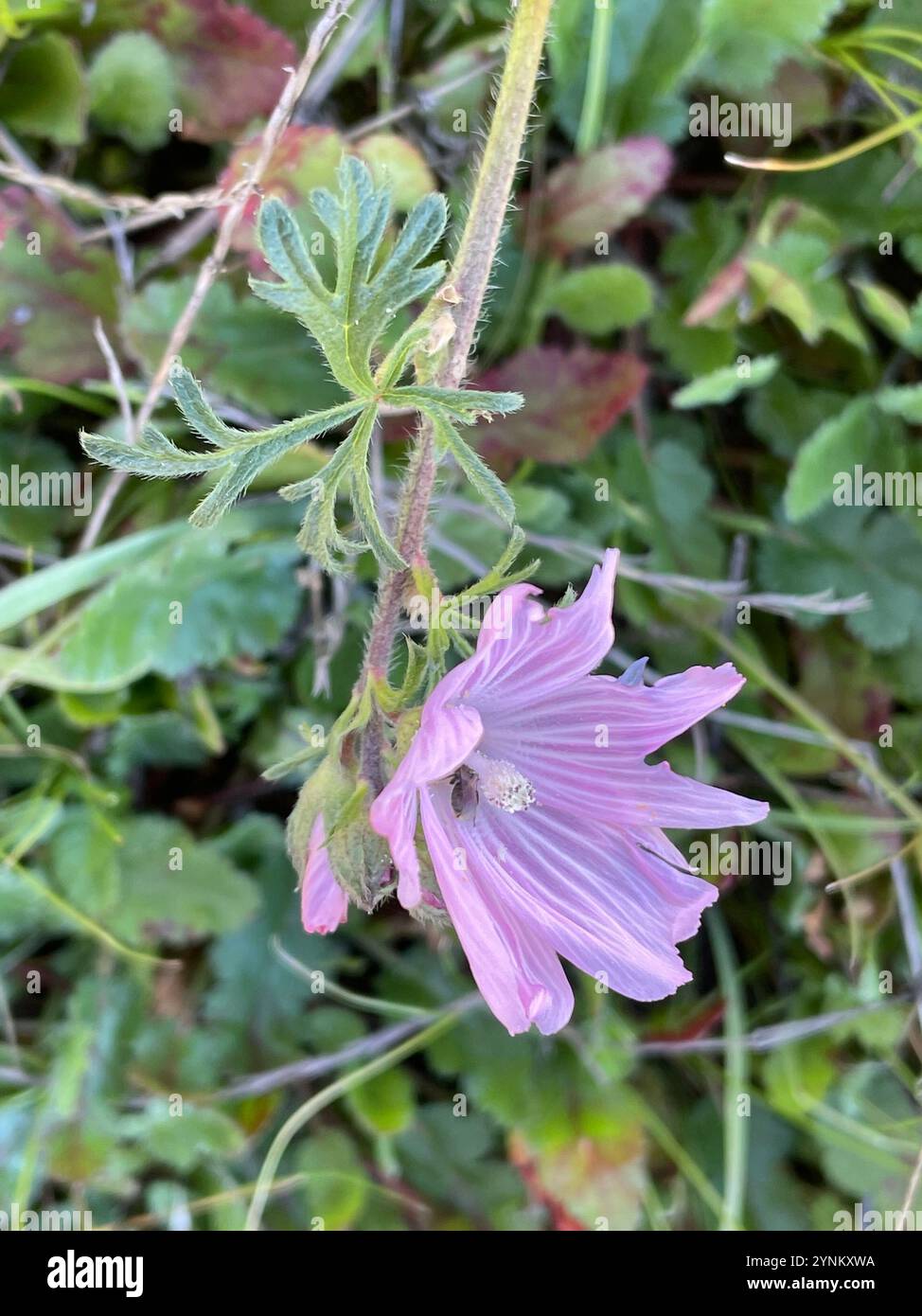 checkerbloom (Sidalcea malviflora Stock Photo - Alamy