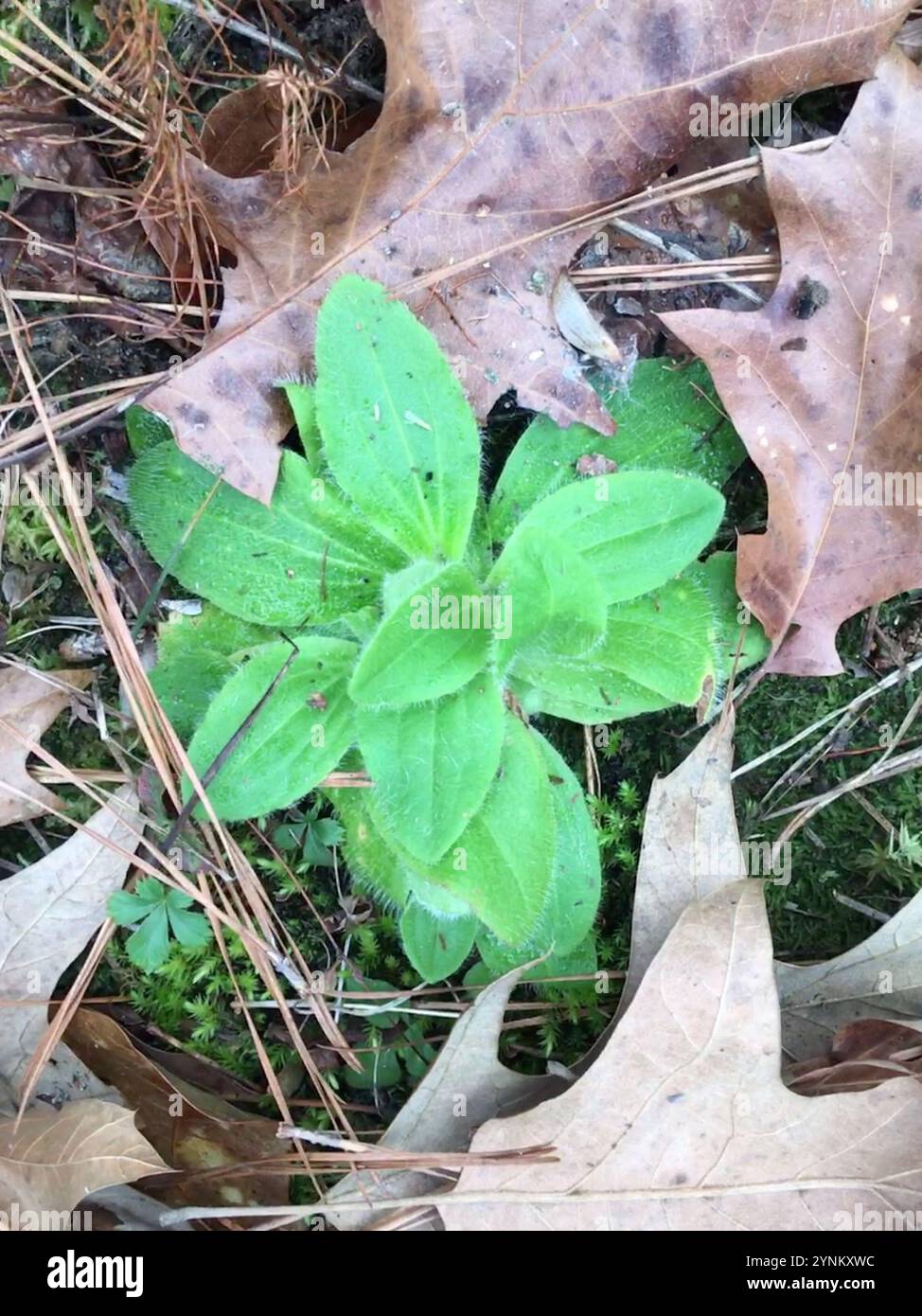 dwarf plantain (Plantago virginica Stock Photo - Alamy
