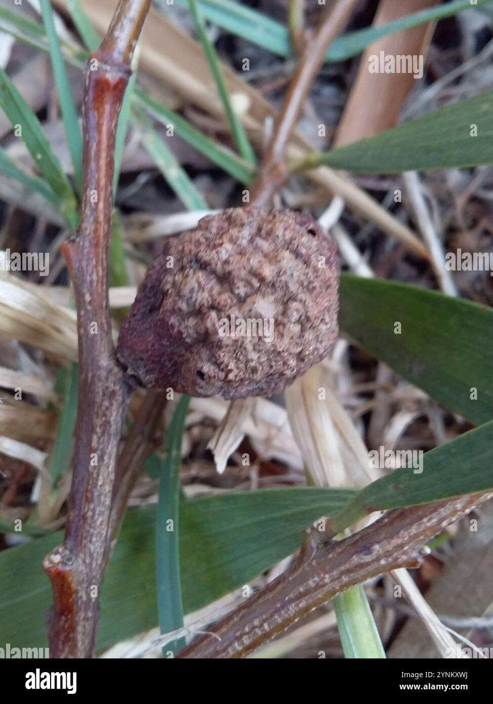 Longleaf Wattle Gall Wasp (Trichilogaster acaciaelongifoliae Stock ...