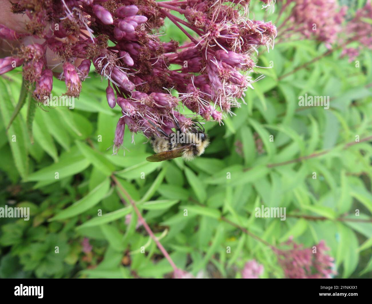 Indiscriminate Cuckoo Bumble Bee (Bombus insularis Stock Photo - Alamy