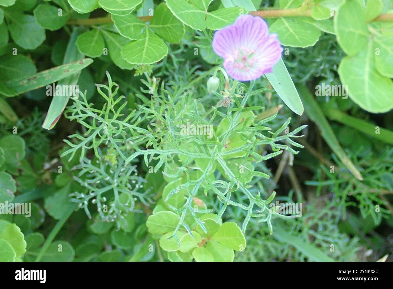 Geranium incanum hi-res stock photography and images - Alamy