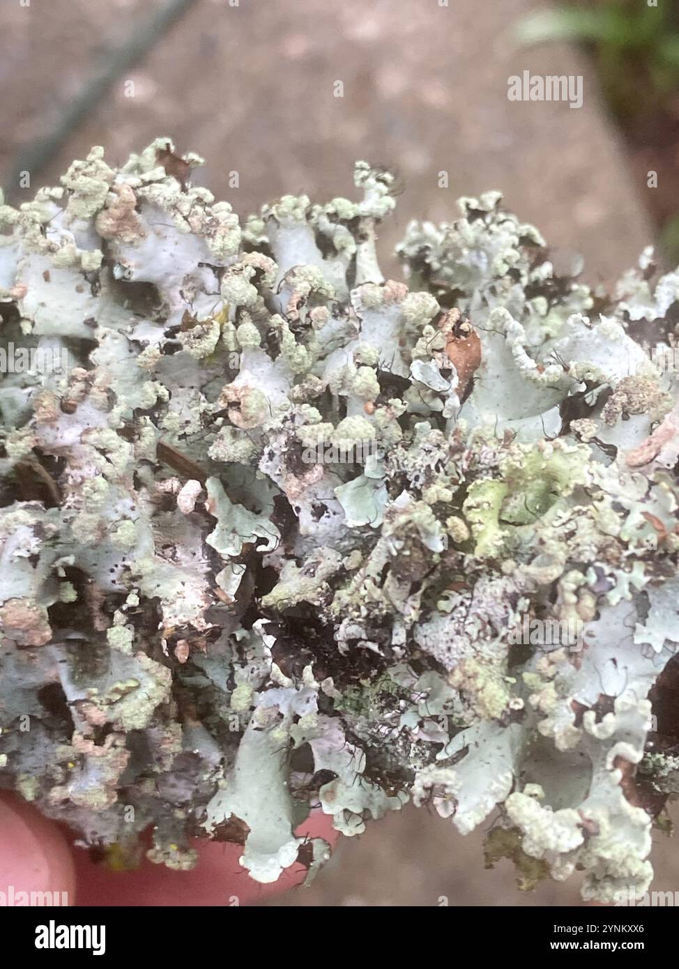 Ruffle Lichens (Parmotrema Stock Photo - Alamy