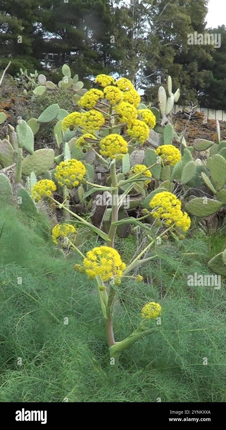 Giant Fennel (Ferula communis Stock Photo - Alamy