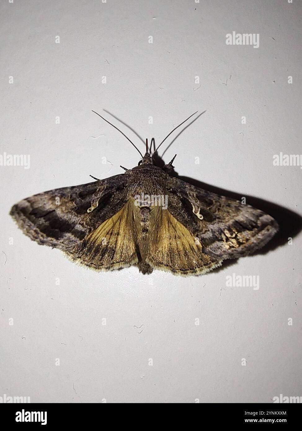 Plusiine Looper Moths (Plusiinae Stock Photo - Alamy