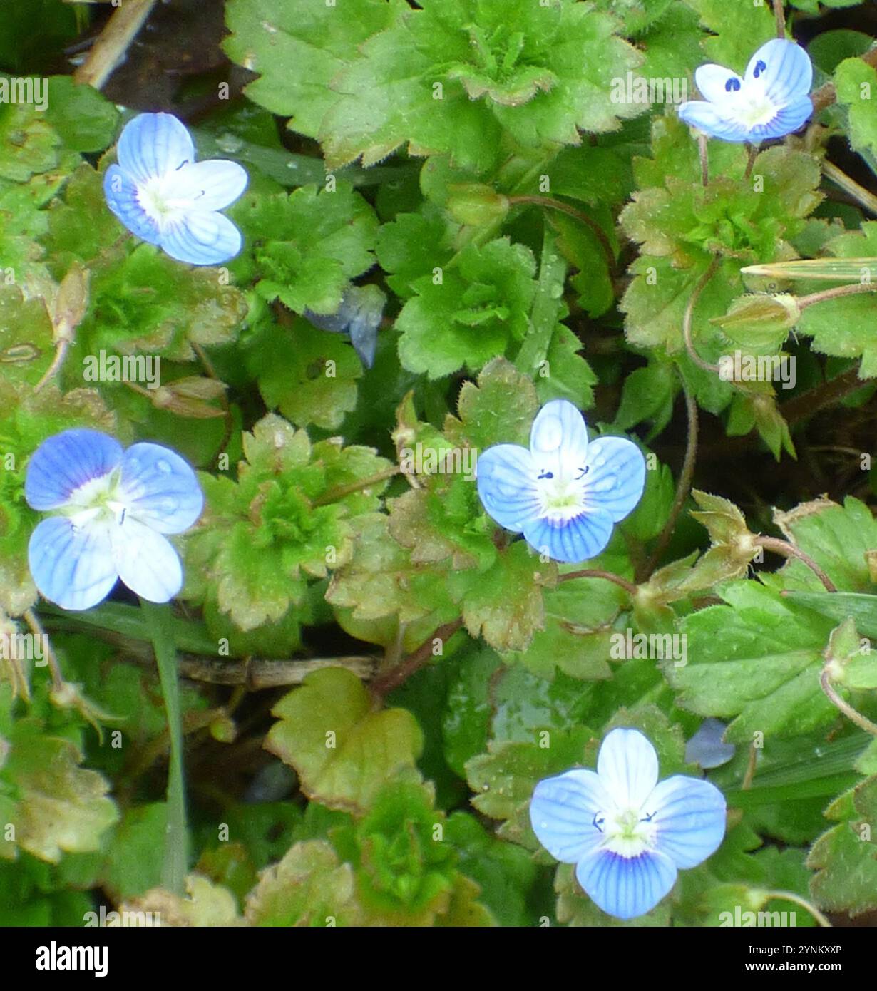 bird's-eye speedwell (Veronica persica Stock Photo - Alamy