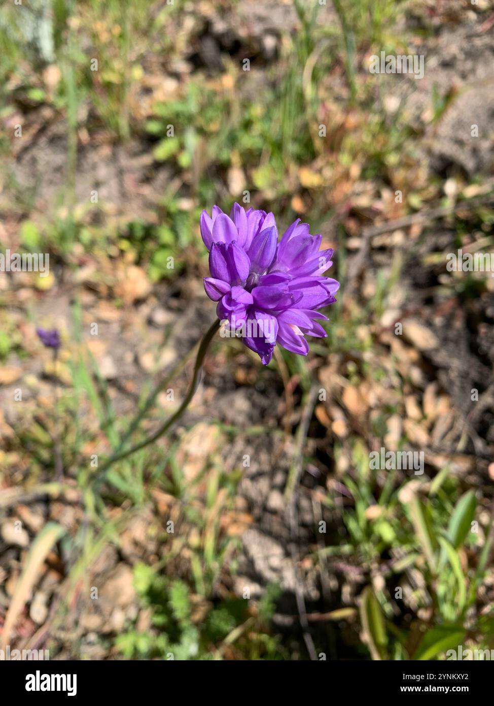 (Dipterostemon capitatus capitatus Stock Photo - Alamy