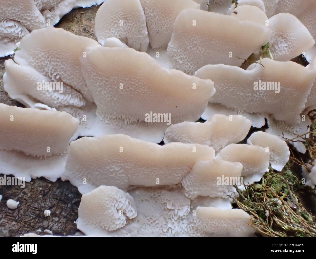 shelf fungi (Polyporales Stock Photo - Alamy